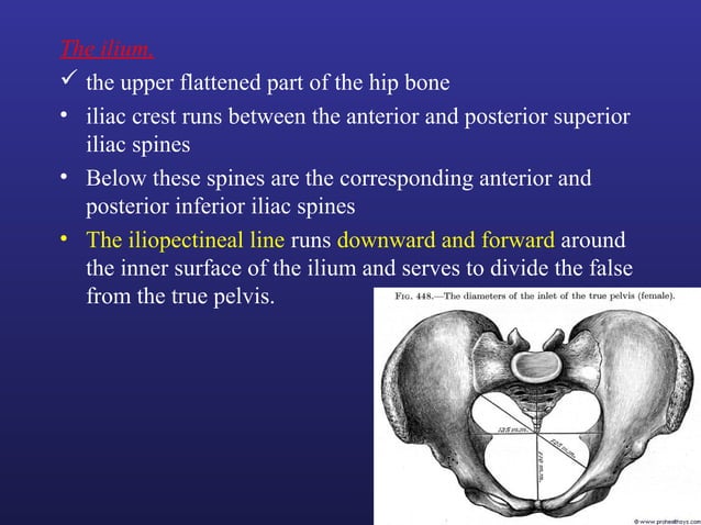 Pelvis and pelvimetry | PPT