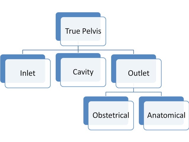 Pelvis And Pelvimetry Ppt