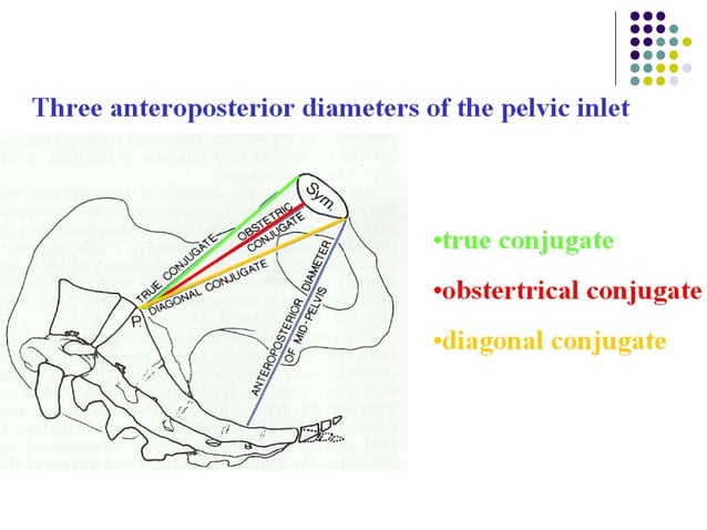 Pelvis and pelvimetry | PPT