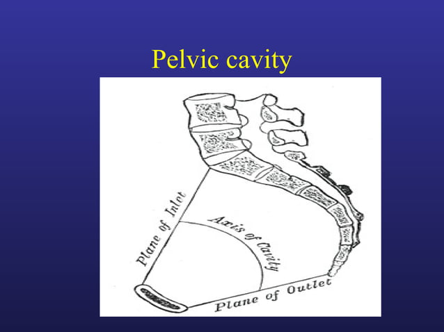 Pelvis and pelvimetry | PPT
