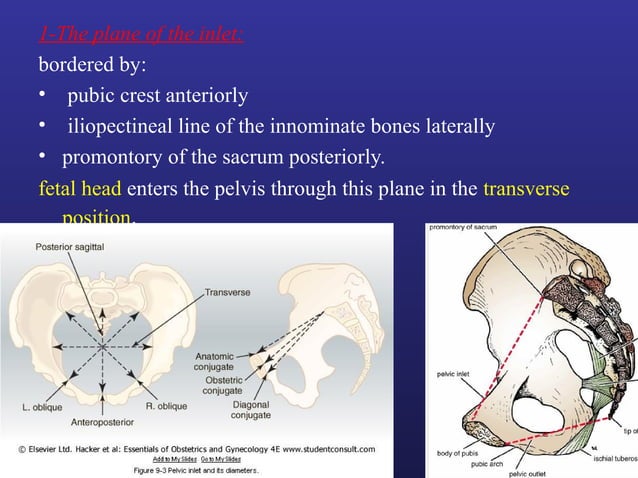 Pelvis and pelvimetry | PPT