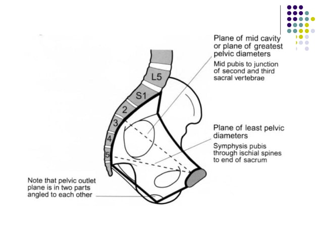 Pelvis and pelvimetry | PPT