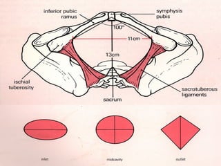Pelvis and pelvimetry | PPT