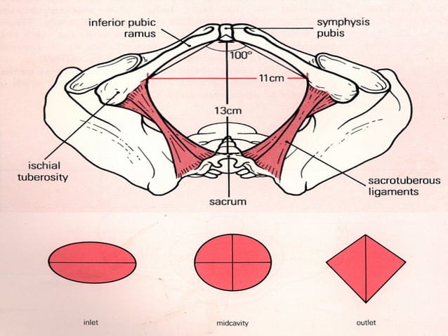 Pelvis and pelvimetry | PPT