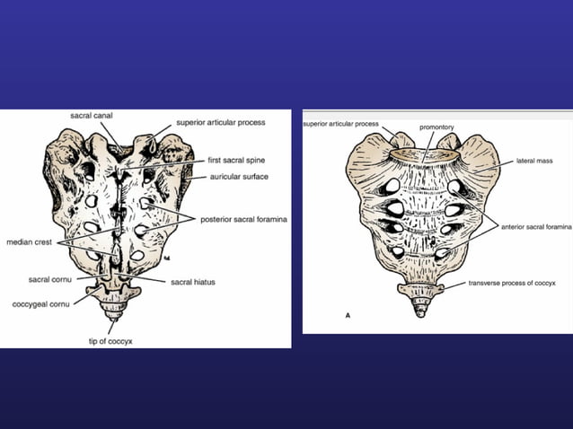 Pelvis and pelvimetry | PPT