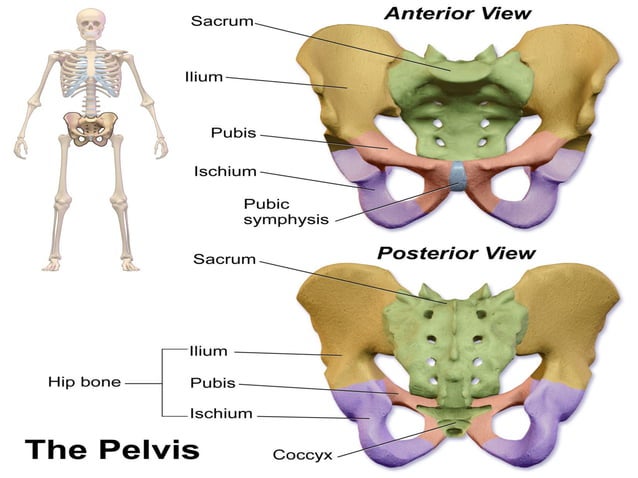 Pelvis and pelvimetry | PPT