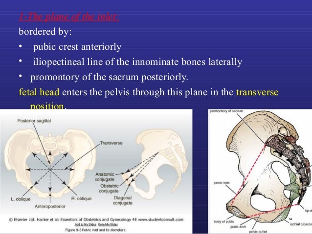 Pelvis and pelvimetry