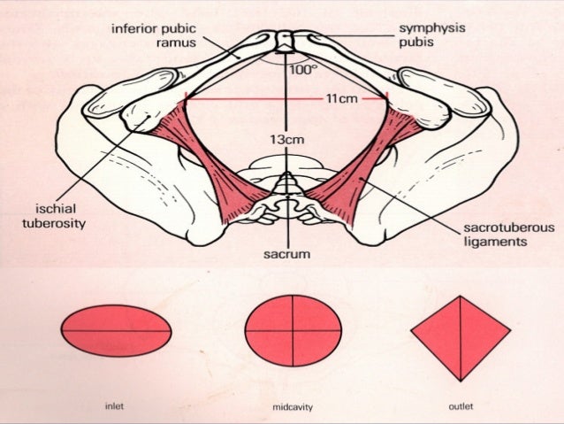 Pelvis and pelvimetry