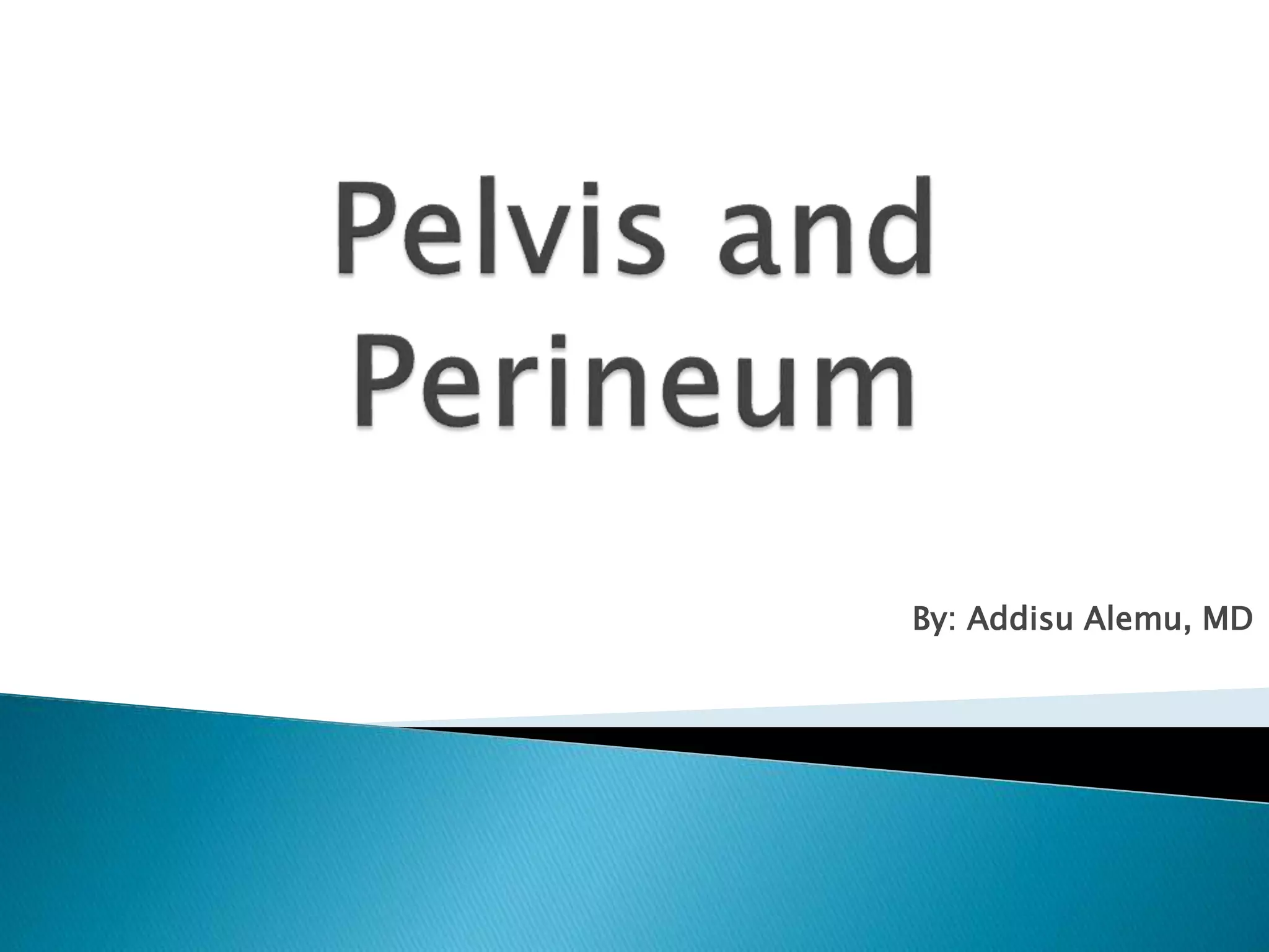 Pelvis and perineum | PPTX