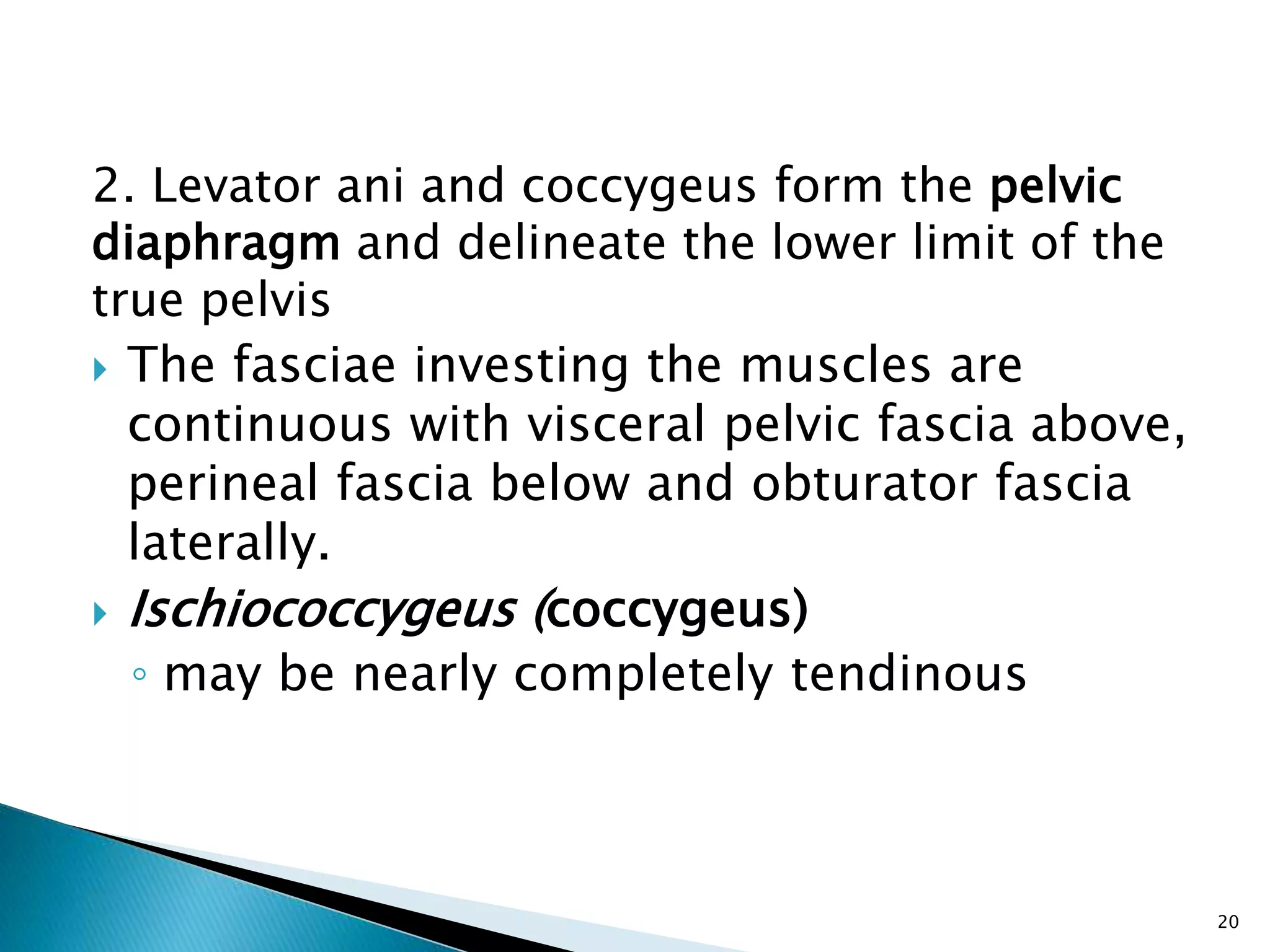 Pelvis and perineum | PPTX