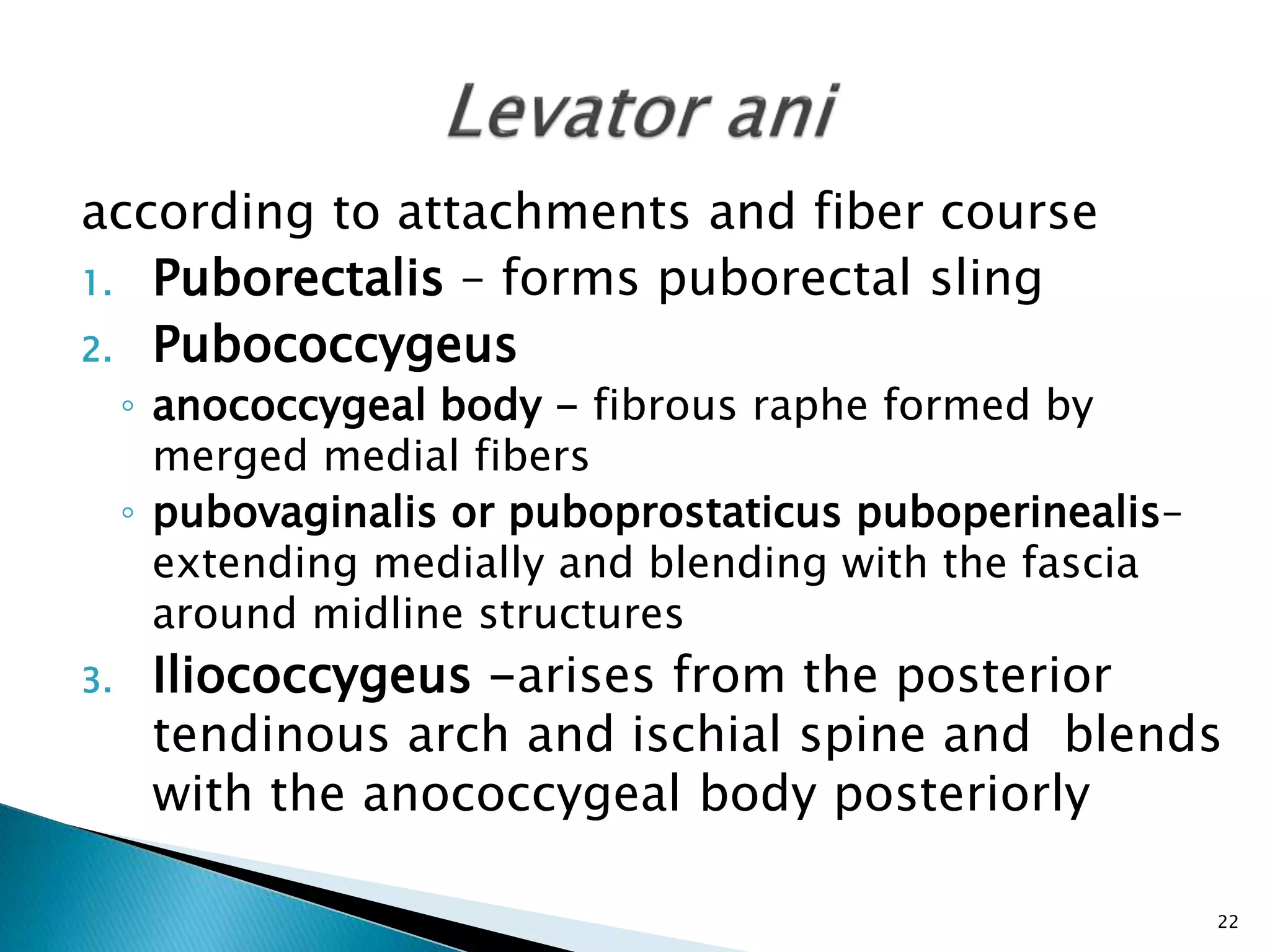 Pelvis and perineum | PPTX