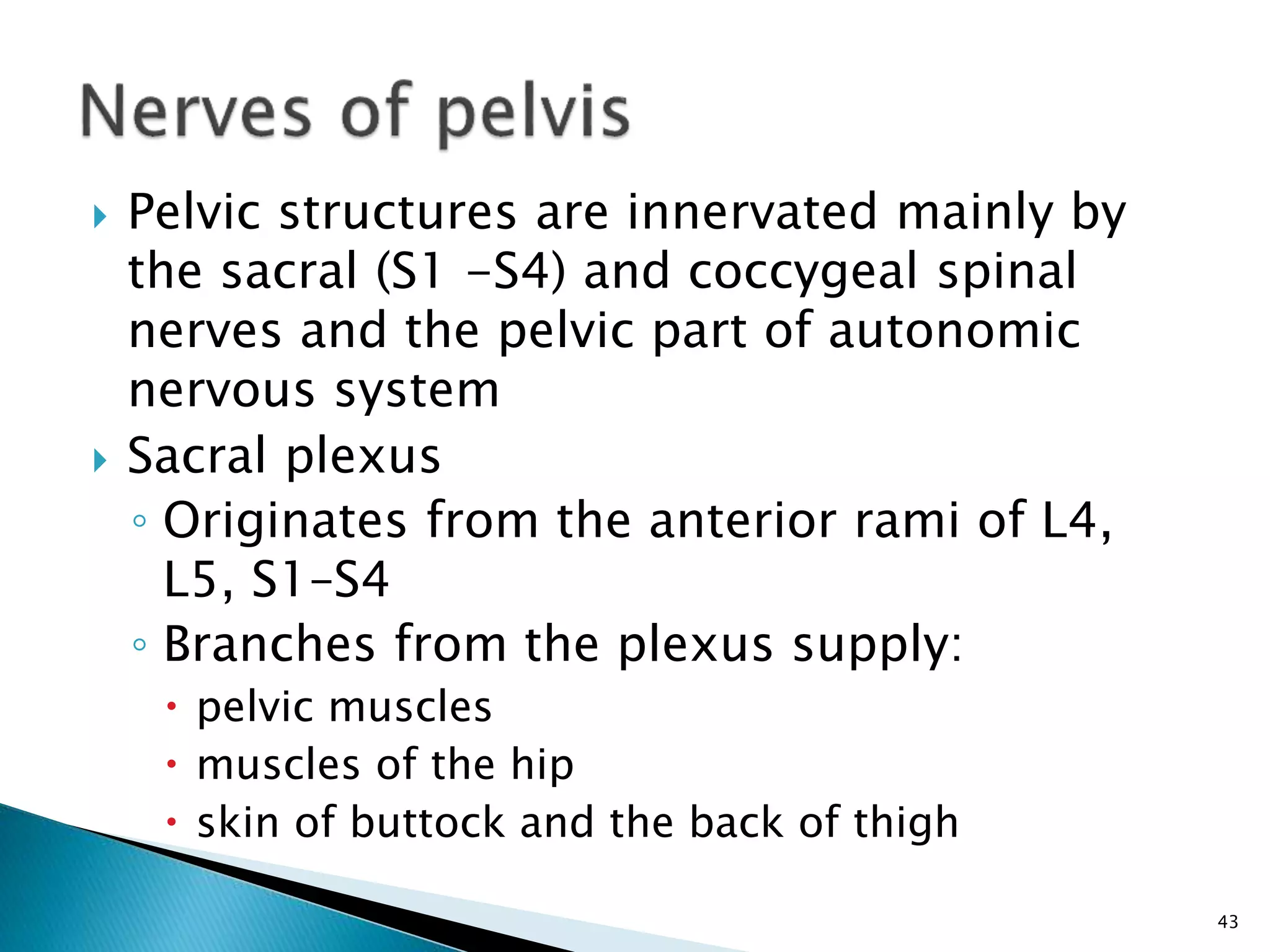 Pelvis and perineum | PPTX