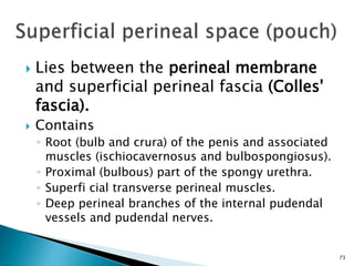 Pelvis and perineum | PPTX