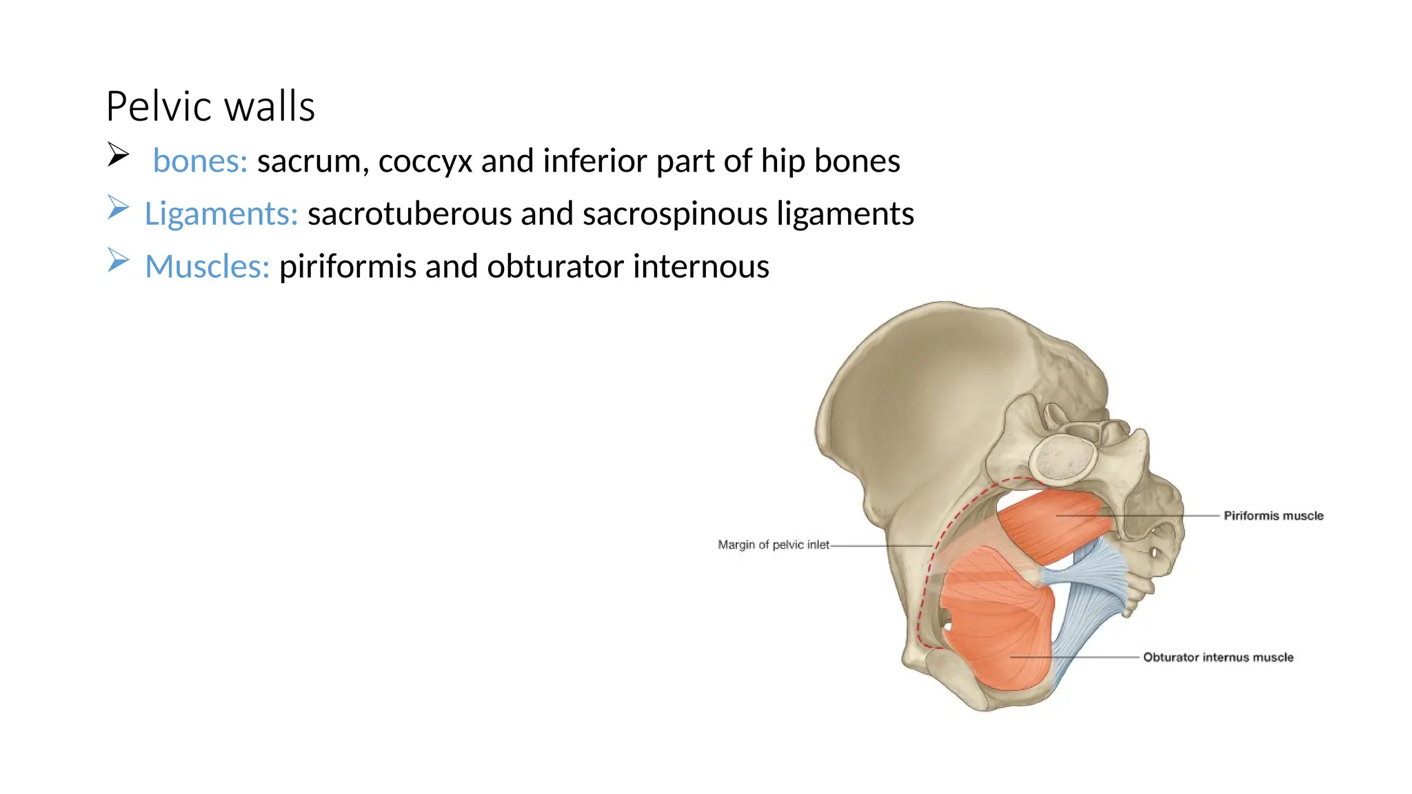 The Pelvis and Perineum slides of human anatomy.pptx