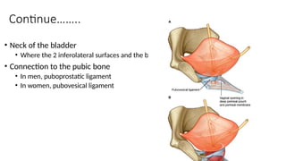 The Pelvis and Perineum slides of human anatomy.pptx