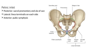 The Pelvis and Perineum slides of human anatomy.pptx
