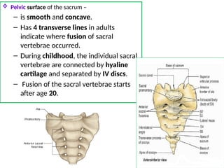 pelvis and perineum lecture not for midwifery nurses | PPTX