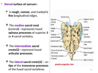 pelvis and perineum lecture not for midwifery nurses | PPTX