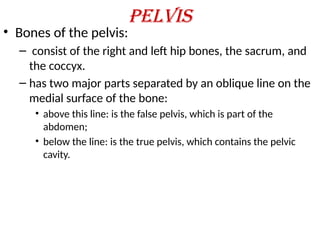 pelvis and perineum lecture not for midwifery nurses | PPTX