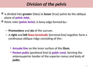 pelvis and perineum lecture not for midwifery nurses | PPTX