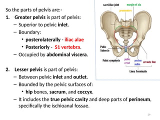 pelvis and perineum lecture not for midwifery nurses | PPTX