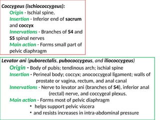 pelvis and perineum lecture not for midwifery nurses | PPTX