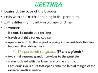 pelvis and perineum lecture not for midwifery nurses | PPTX