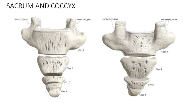 pelvis and perinium.pptx slides fo perinium | PPTX