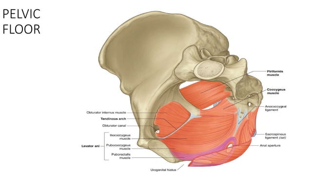 pelvis and perinium.pptx slides fo perinium | PPTX