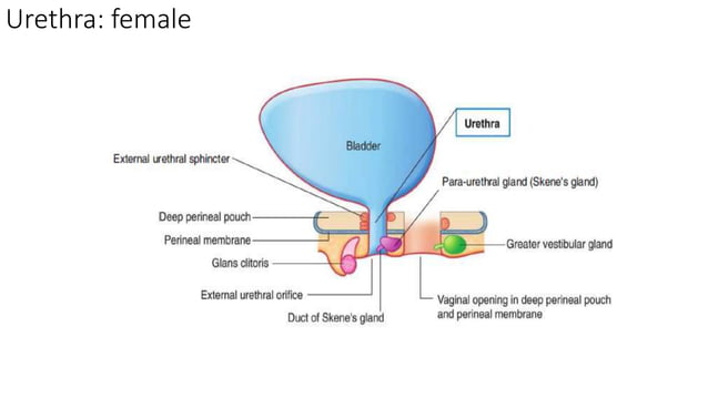 pelvis and perinium.pptx slides fo perinium | PPTX