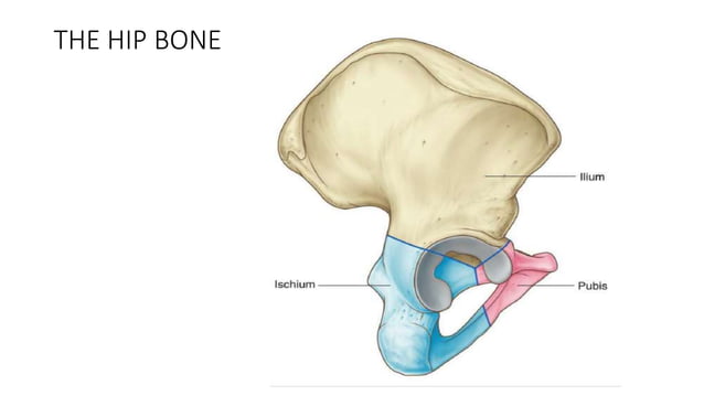 pelvis and perinium.pptx slides fo perinium | PPTX