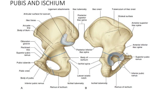 pelvis and perinium.pptx slides fo perinium | PPTX