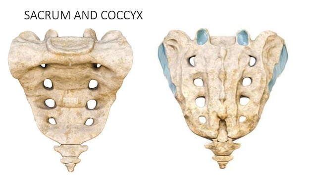 pelvis and perinium.pptx slides fo perinium | PPTX