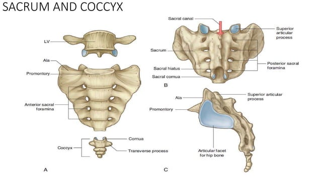 pelvis and perinium.pptx slides fo perinium | PPTX