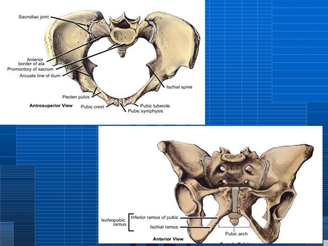 Pelvis By Dr. Fernandez | PPT