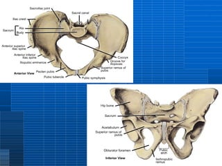 Ventral Arc Pelvis