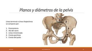 PELVIS, CABEZA Y ETAPAS Y MECANISMO DE TDP (1).pptx