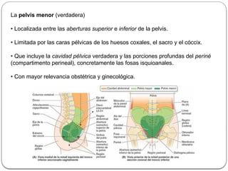 Pelvis_Completa[1].pptx anatomía de la pelvis | PPTX