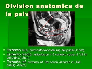 Pelvis(completo) | PPT