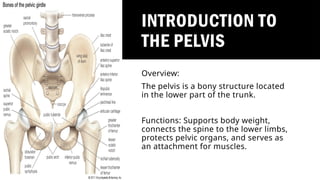 Pelvis hdhshabsinsisbsisnjsbsjsbsjcopy.pptx