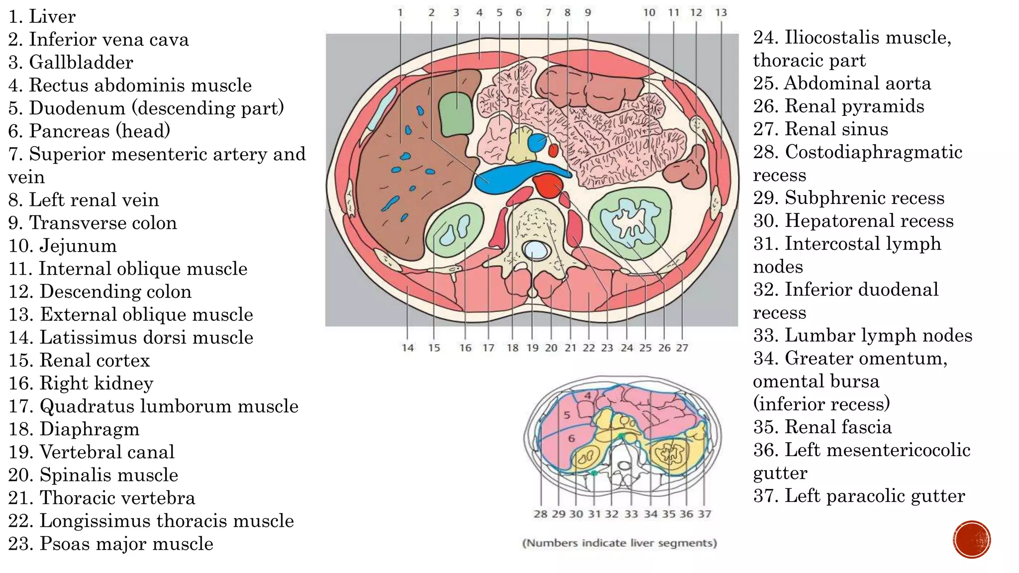 Pelvis cross section anatomy | PPTX
