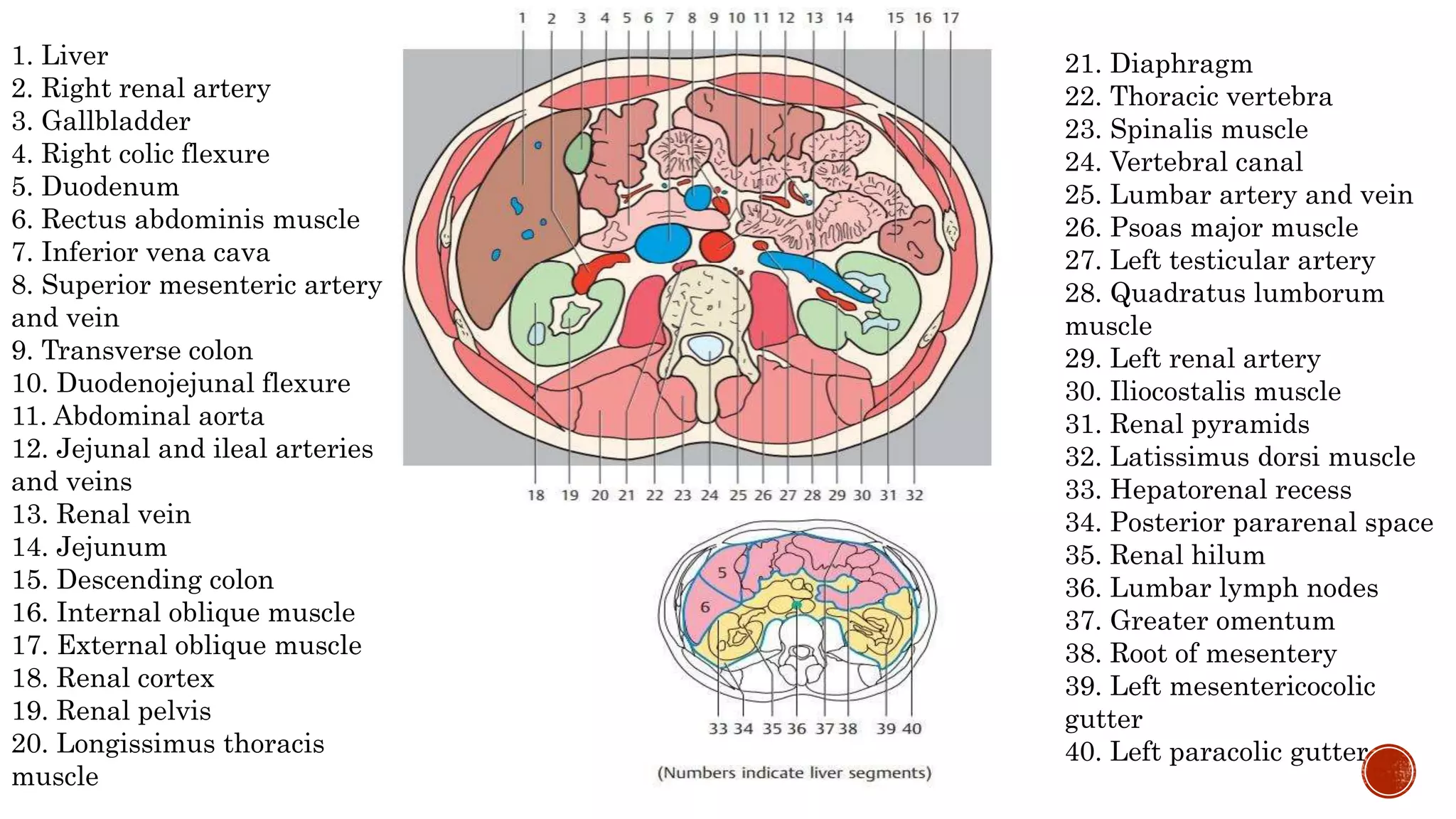 Pelvis cross section anatomy | PPTX