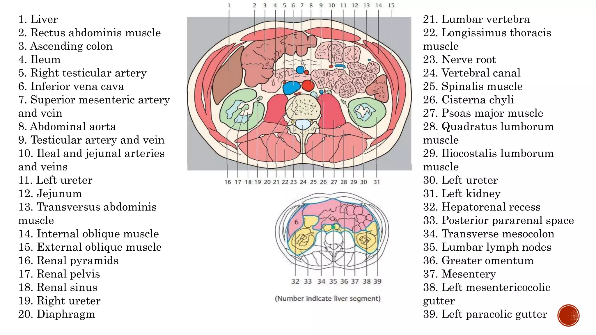 Pelvis Cross Section Anatomy Ppt