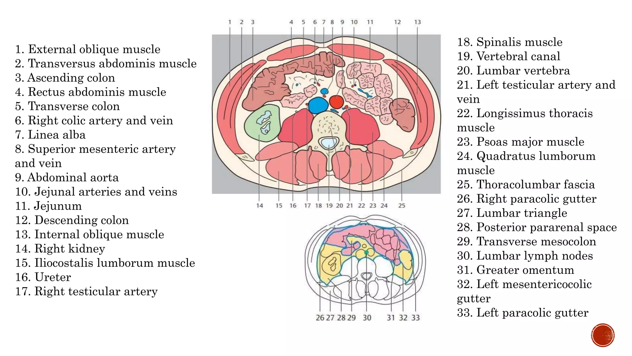 Pelvis cross section anatomy | PPTX