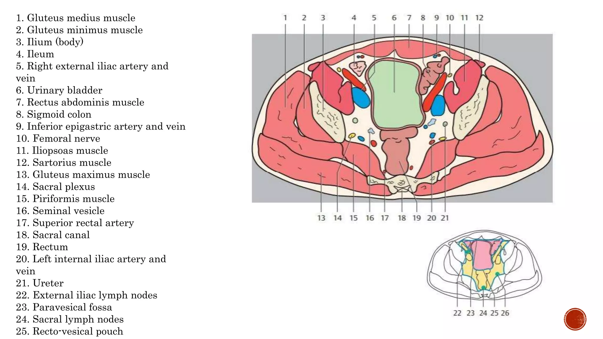 Pelvis cross section anatomy | PPTX