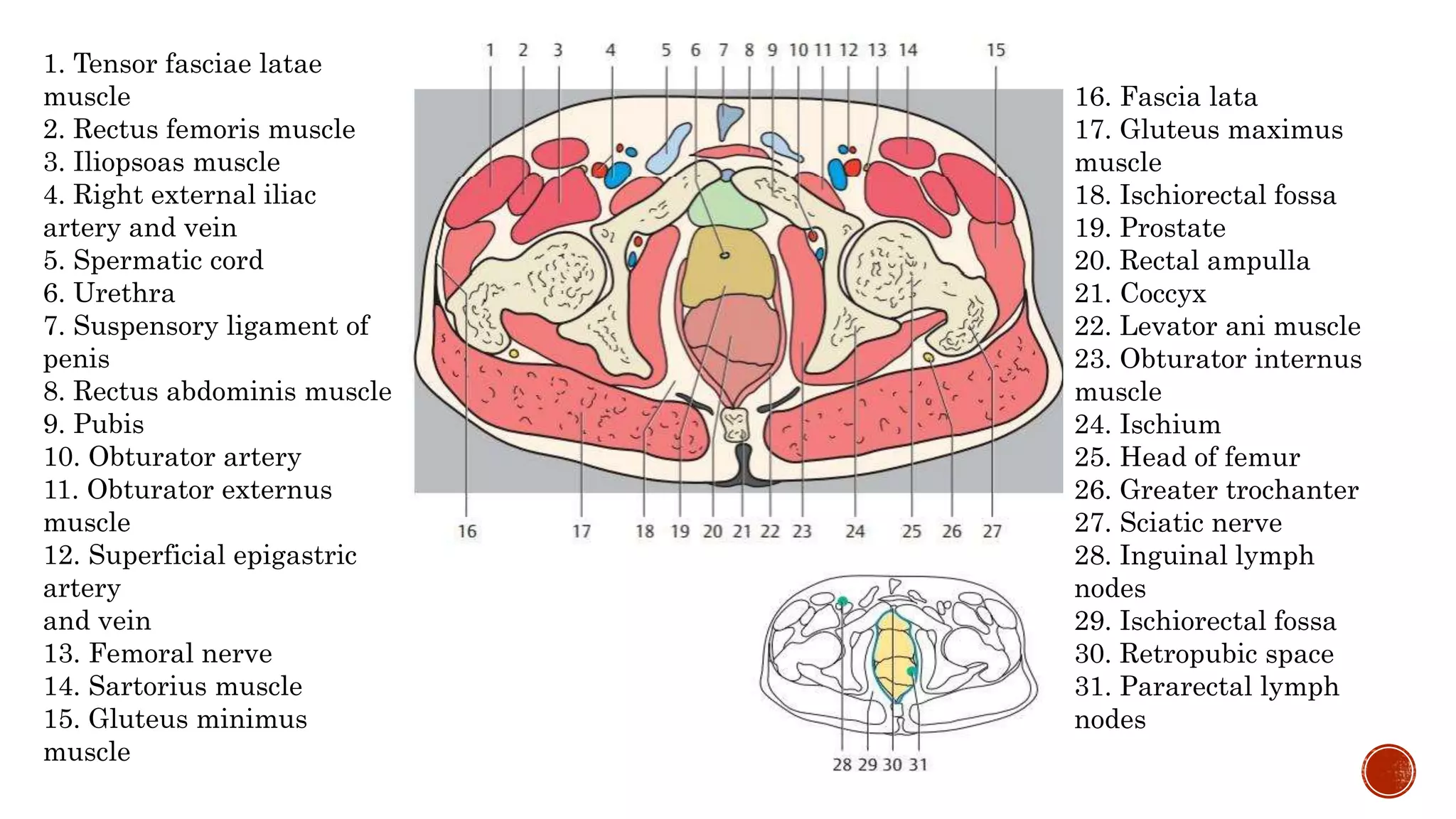 Pelvis cross section anatomy | PPTX