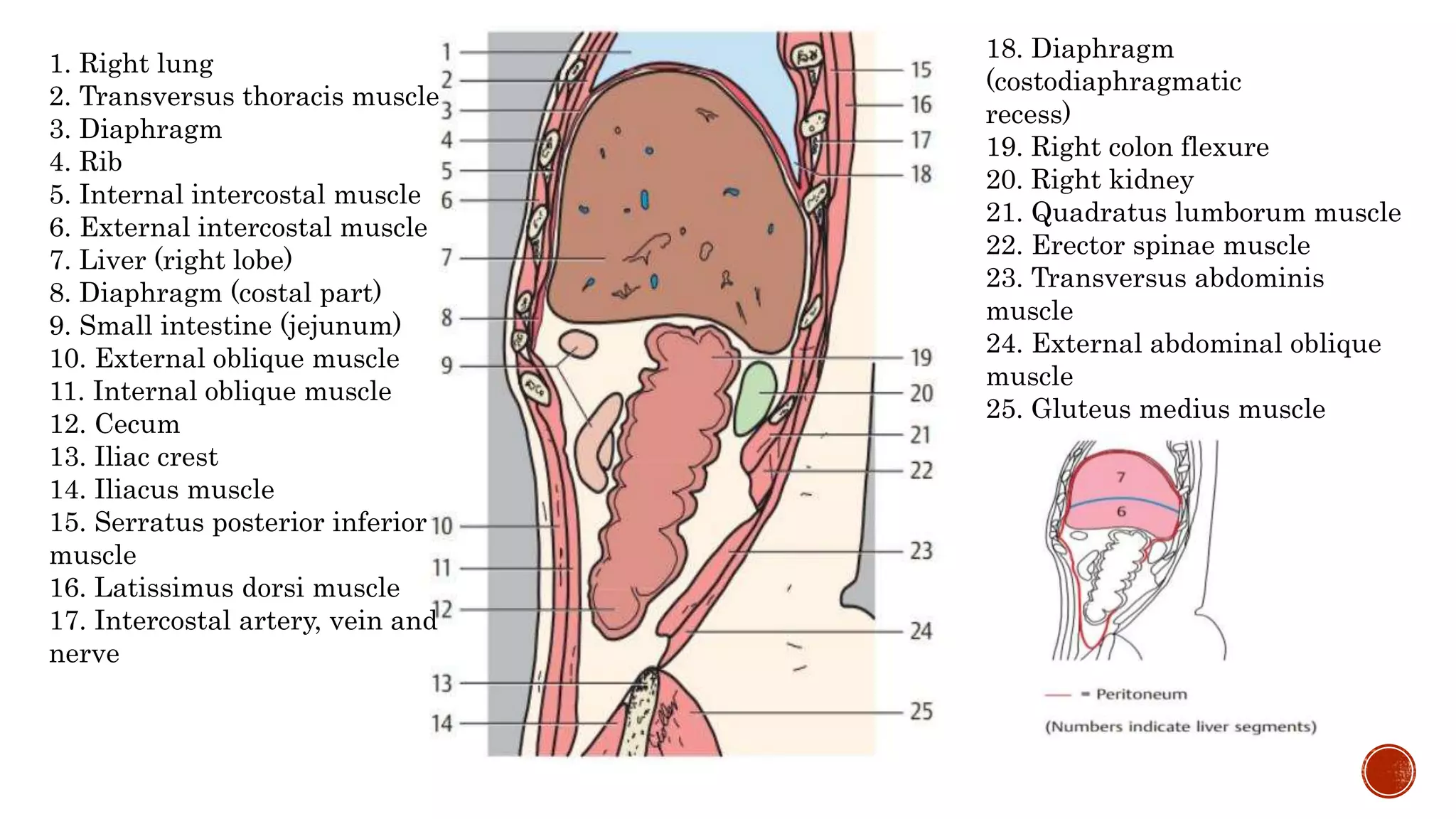 Pelvis cross section anatomy | PPTX