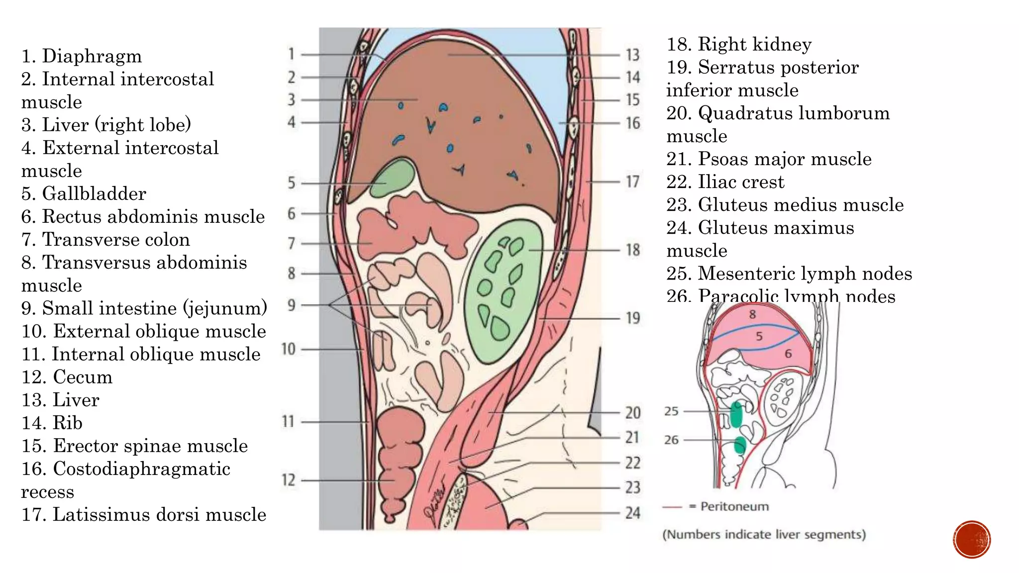 Pelvis cross section anatomy | PPTX