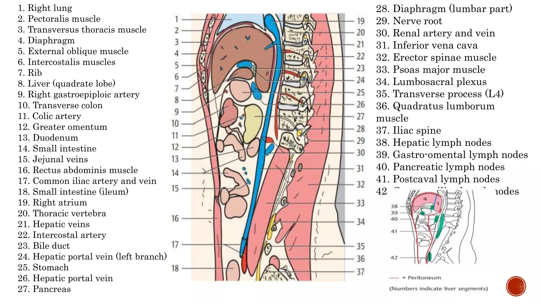 Pelvis cross section anatomy | PPTX
