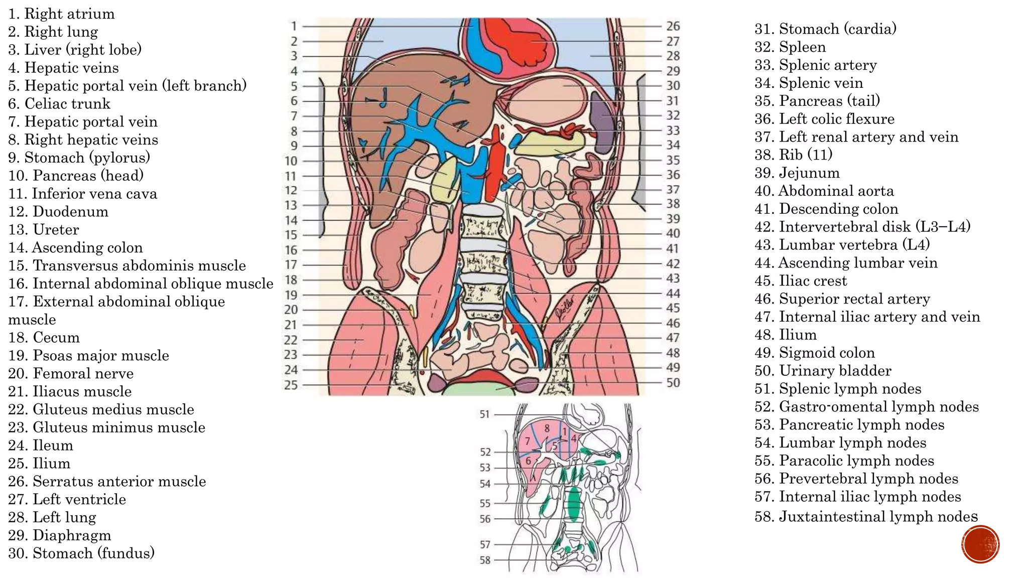 Pelvis cross section anatomy | PPTX